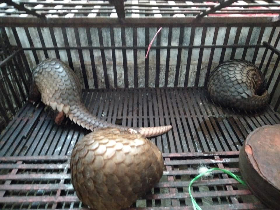 Phát hiện hàng chục con tê tê Java nguy cấp, quý hiếm trong Đệ nhất Văn Quán