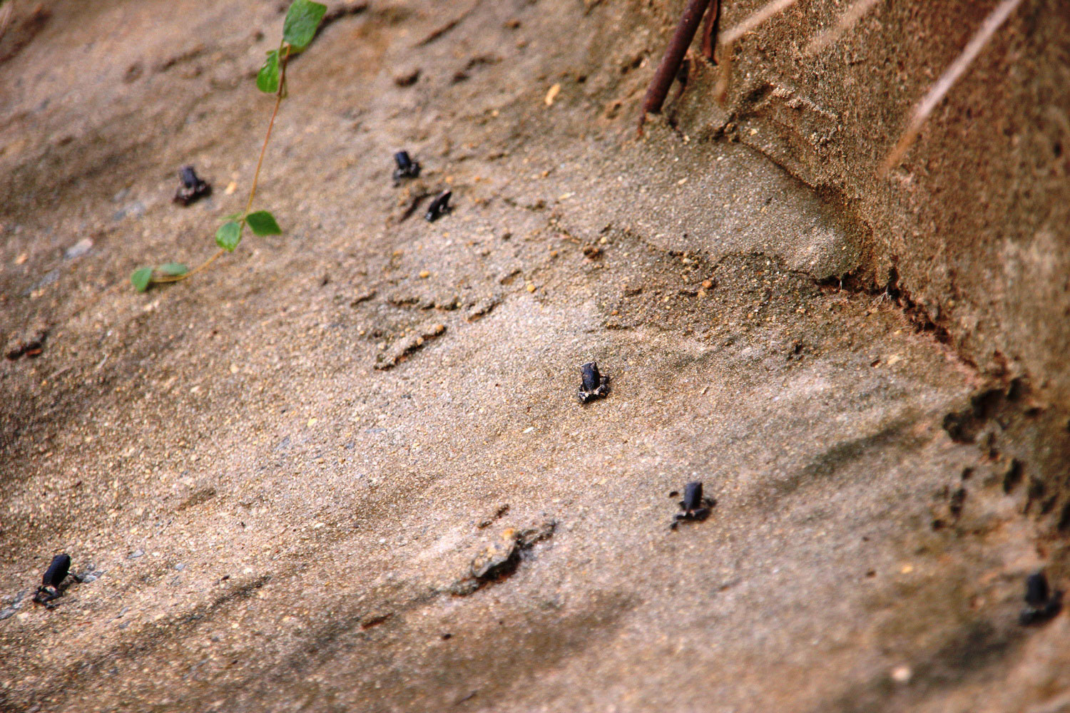 Rộ tin đồn ễnh ương tràn ra đường vì... sắp động đất