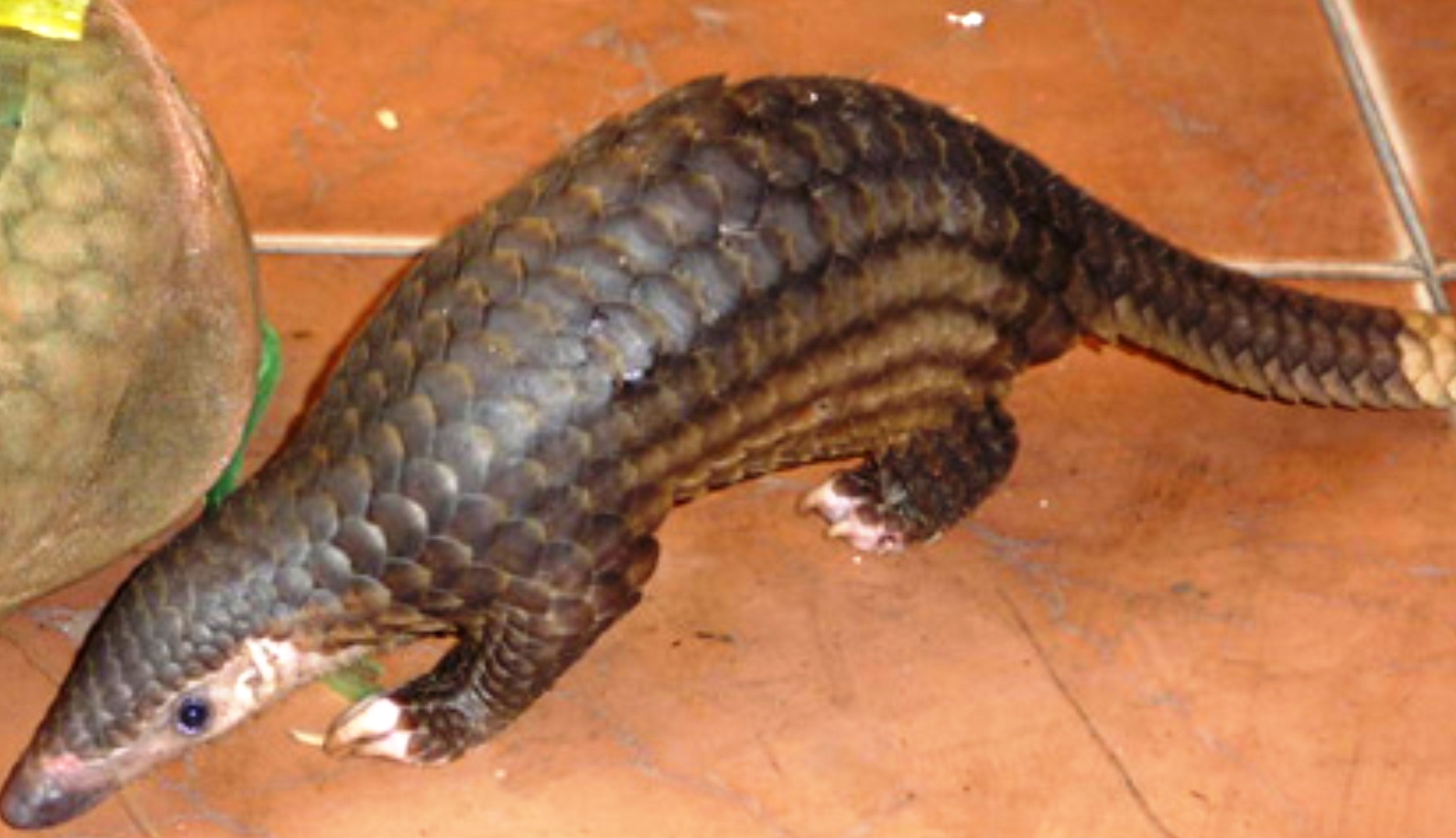 Ngăn chặn một vụ mua bán con tê tê 8kg