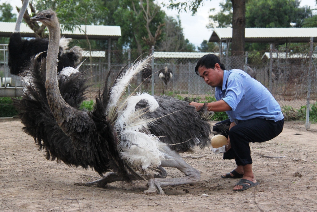 Đỡ đẻ đà điểu: Sợ nhất đánh ghen!