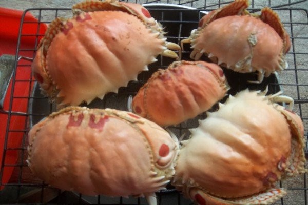 Khám phá kỳ thú về con cúm núm, đặc sản Cần Giờ | Thị trường NLD