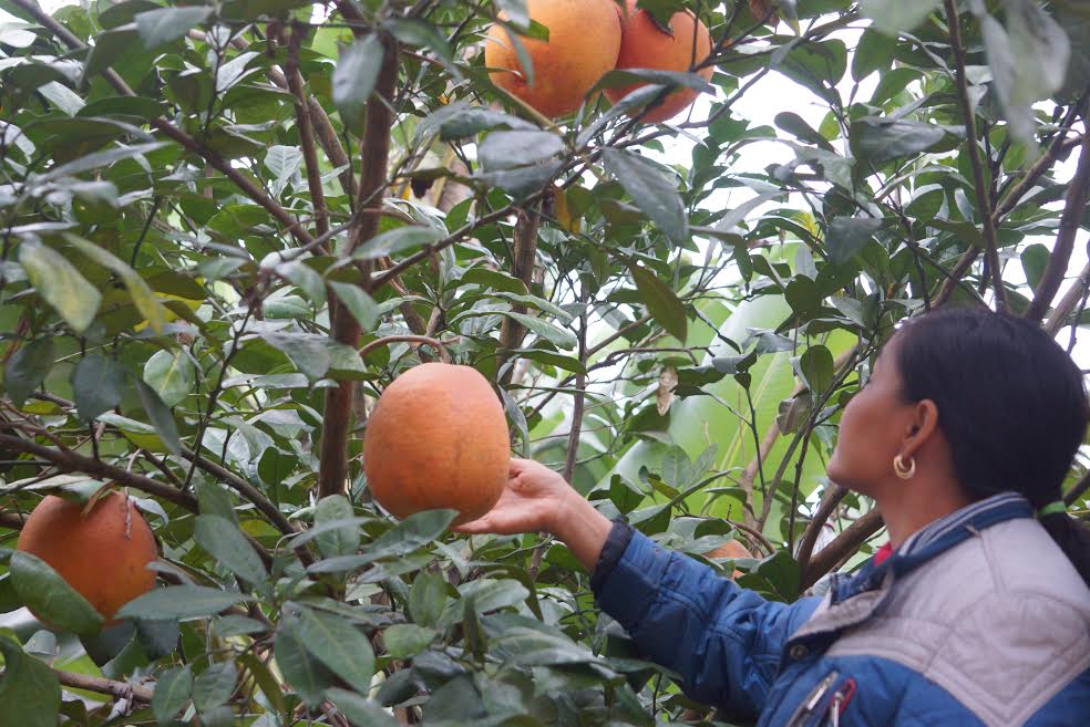 Bưởi đỏ tiến vua 500.000 đồng 1 cặp vẫn “cháy hàng”