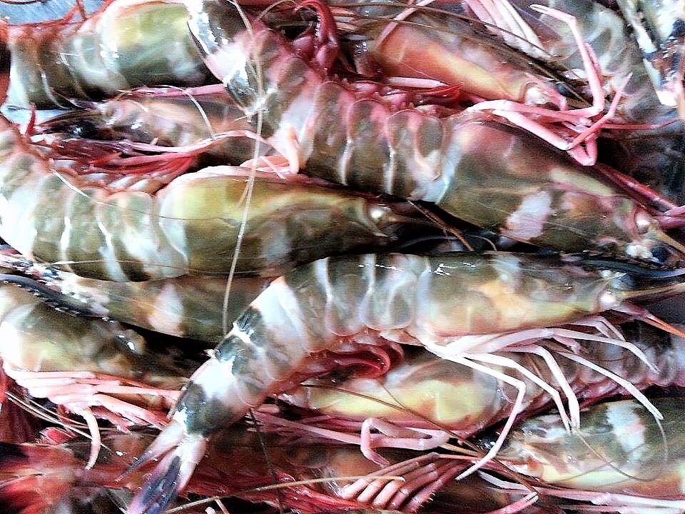 Lại thèm tôm sắt nướng muối ớt rồi!