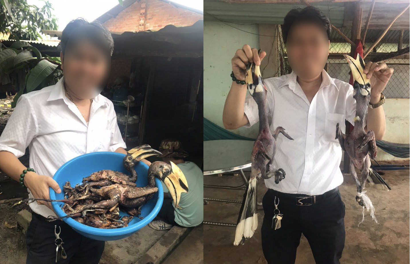 Xác minh người đàn ông sát hại 2 con chim hồng hoàng quý hiếm - Báo ...