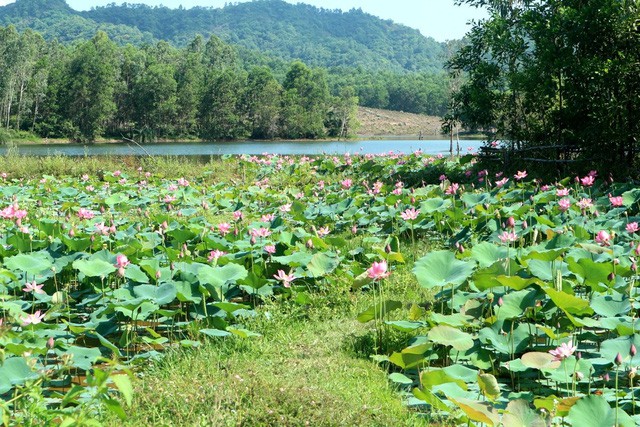 Ngắm cánh đồng sen tuyệt đẹp ở Quảng Nam | Thị trường NLD