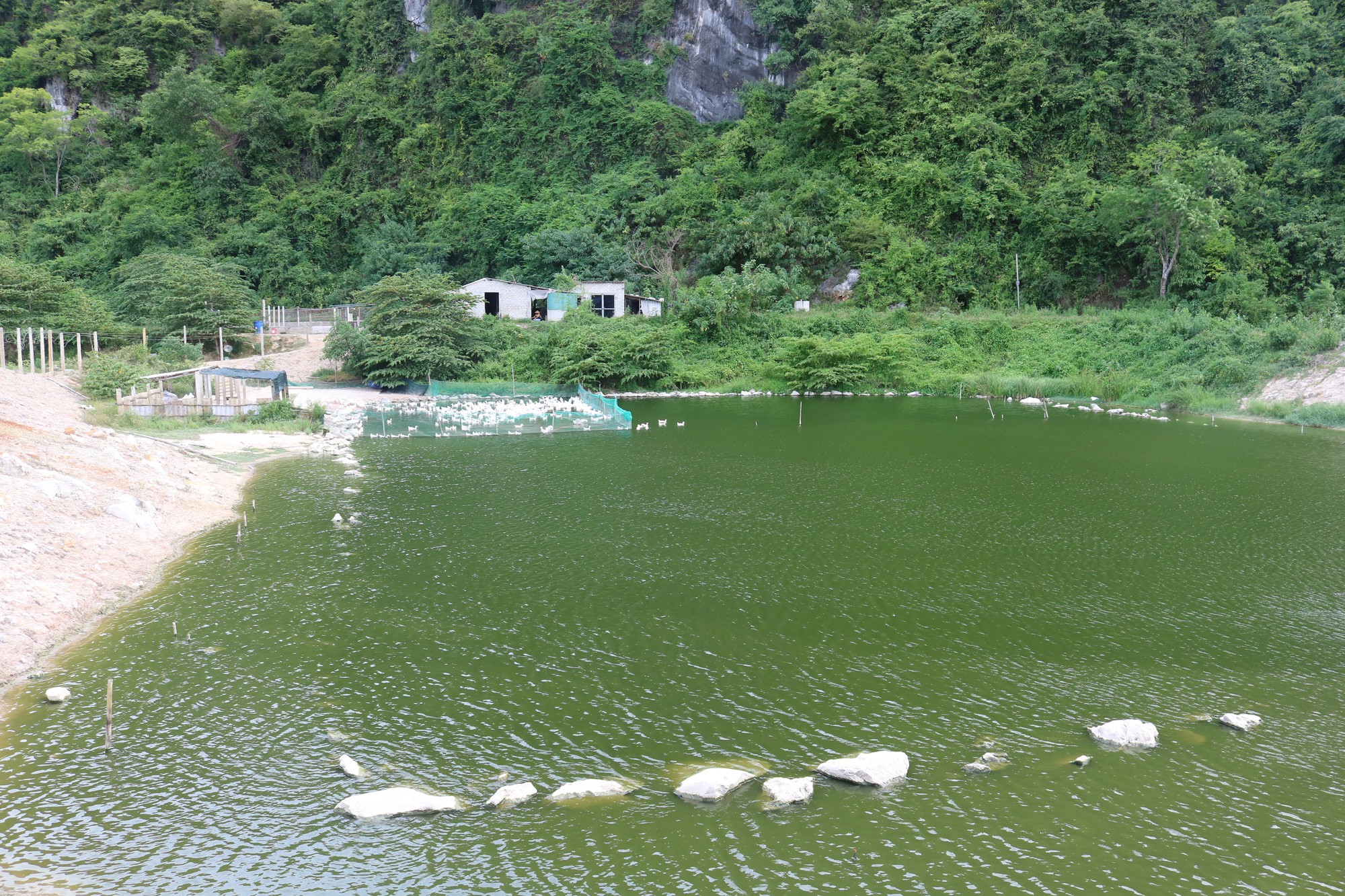 Bắt đầm lầy "đẻ" tiền tỉ