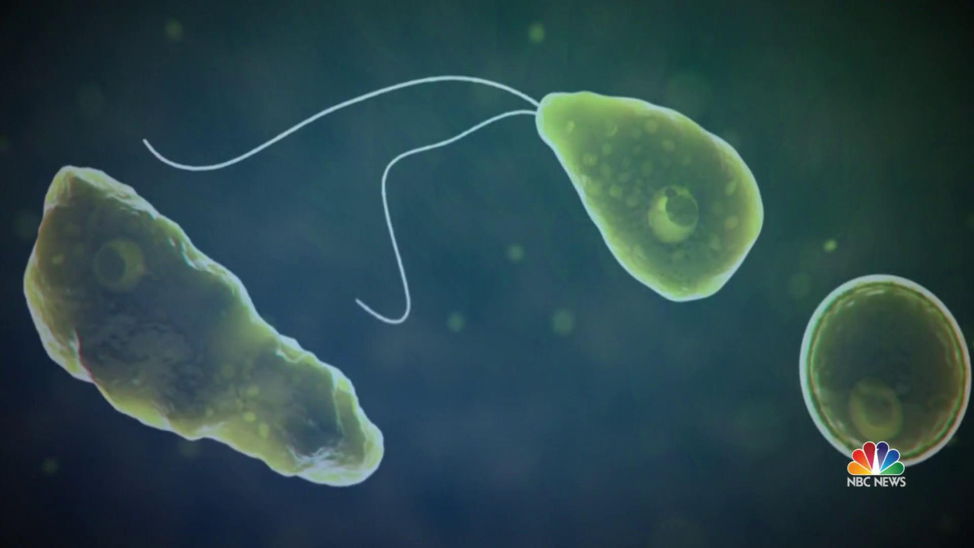 Amip ăn não gây chết người lan từ Nam lên Bắc nước Mỹ