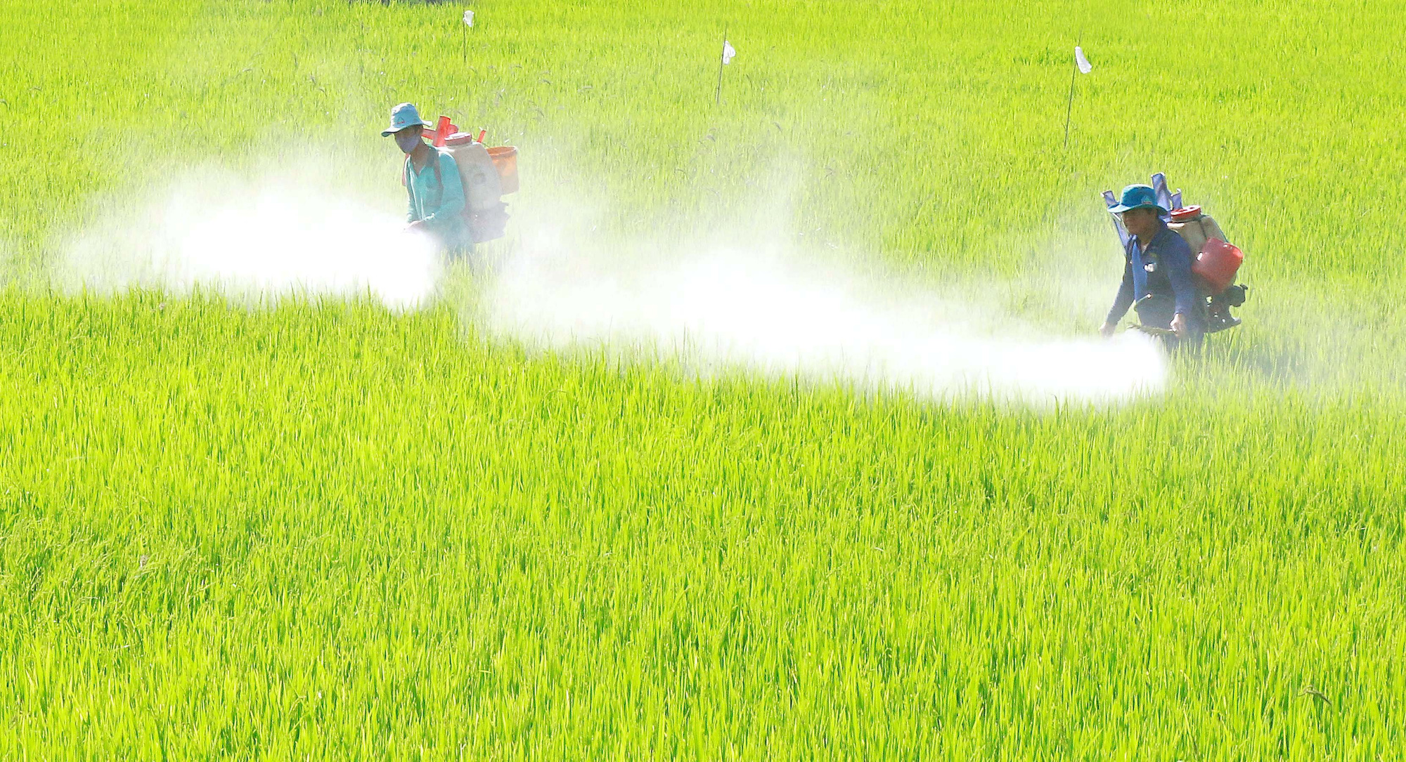 Cuộc thi ảnh "Nét đẹp lao động": Hành trình cây lúa Miền Tây