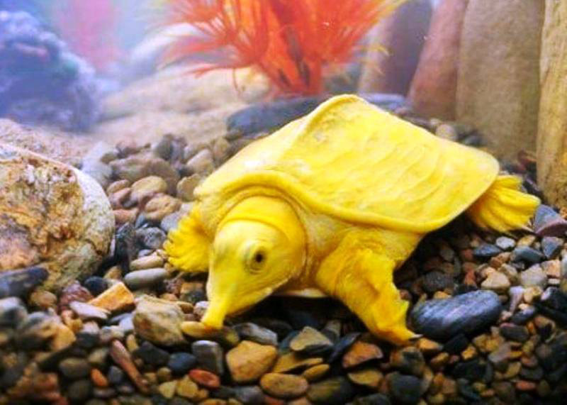 Sở hữu con ba ba có màu vàng óng hiếm thấy - Báo Người lao động