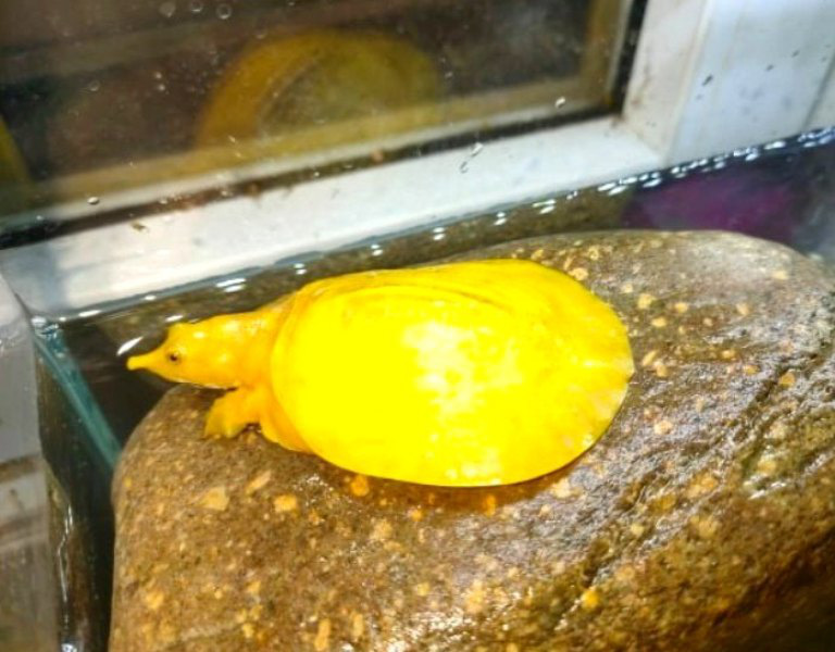 Sở hữu con ba ba có màu vàng óng hiếm thấy - Báo Người lao động