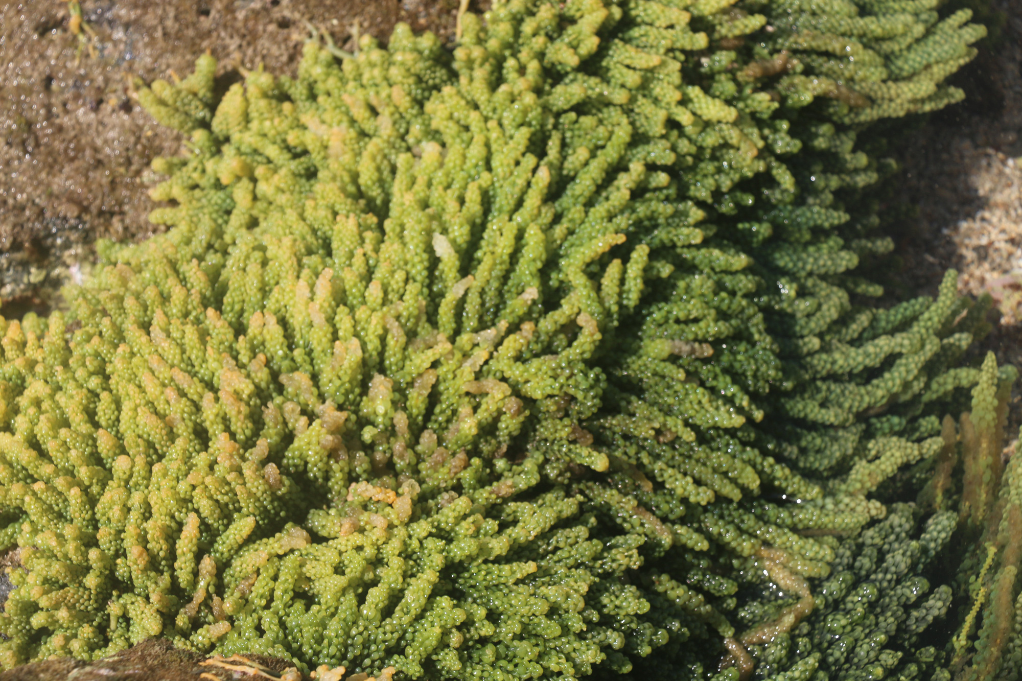 Rong và mít Quảng Trị, lạ mà ngon - Đệ nhất thạch cao