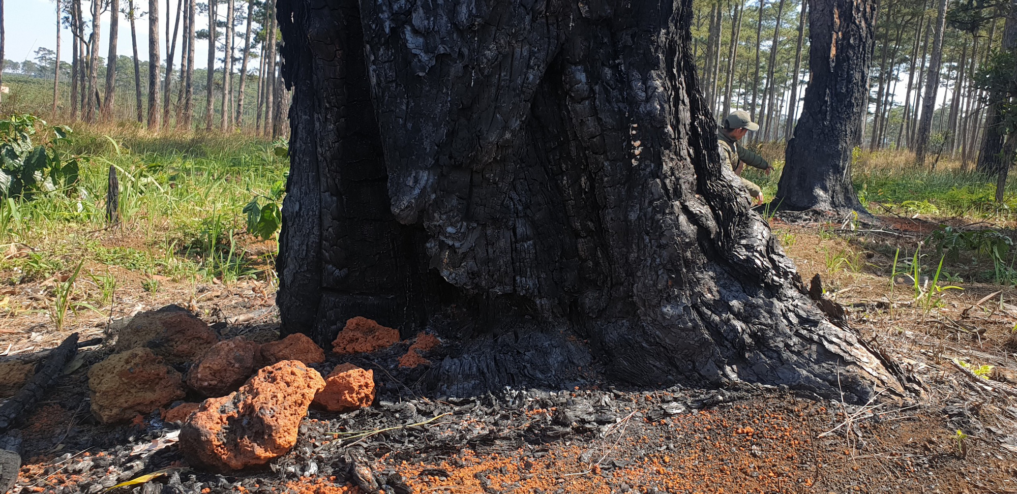 Lâm Đồng: Manh động ken gốc, đốt cây và đầu độc rừng còn đe dọa người ...