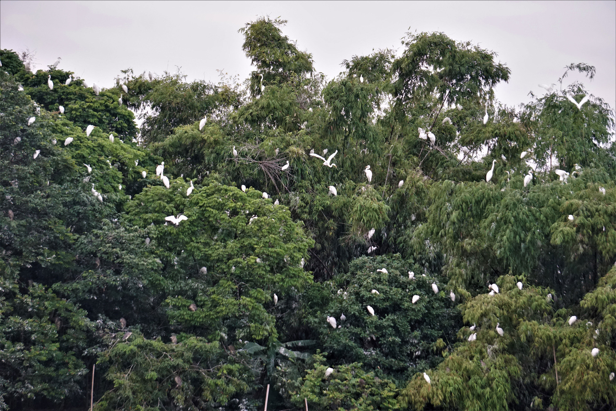 Đắp đảo làm nơi cho chim trời trú ngụ | theNEXTvoz