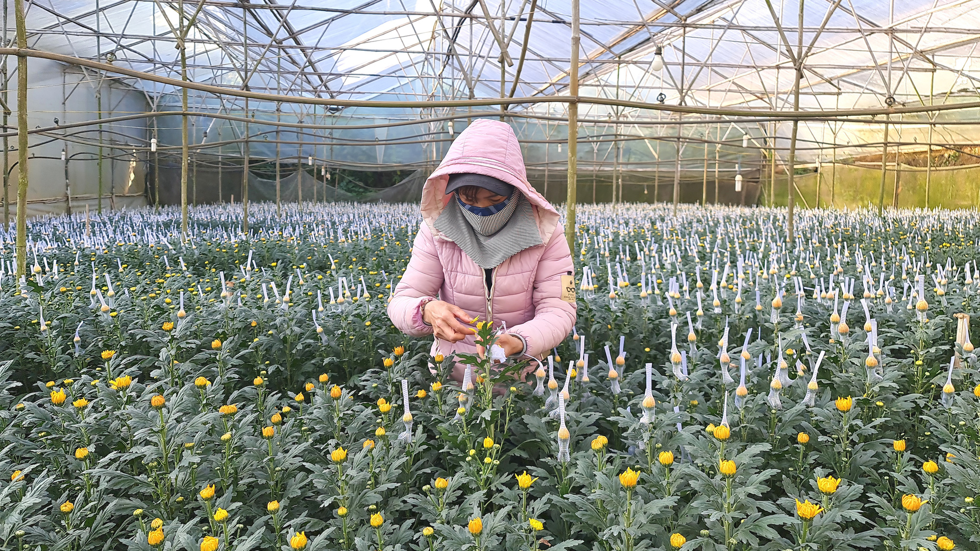 Hoa cúc Đà Lạt tăng giá, người trồng trúng đậm