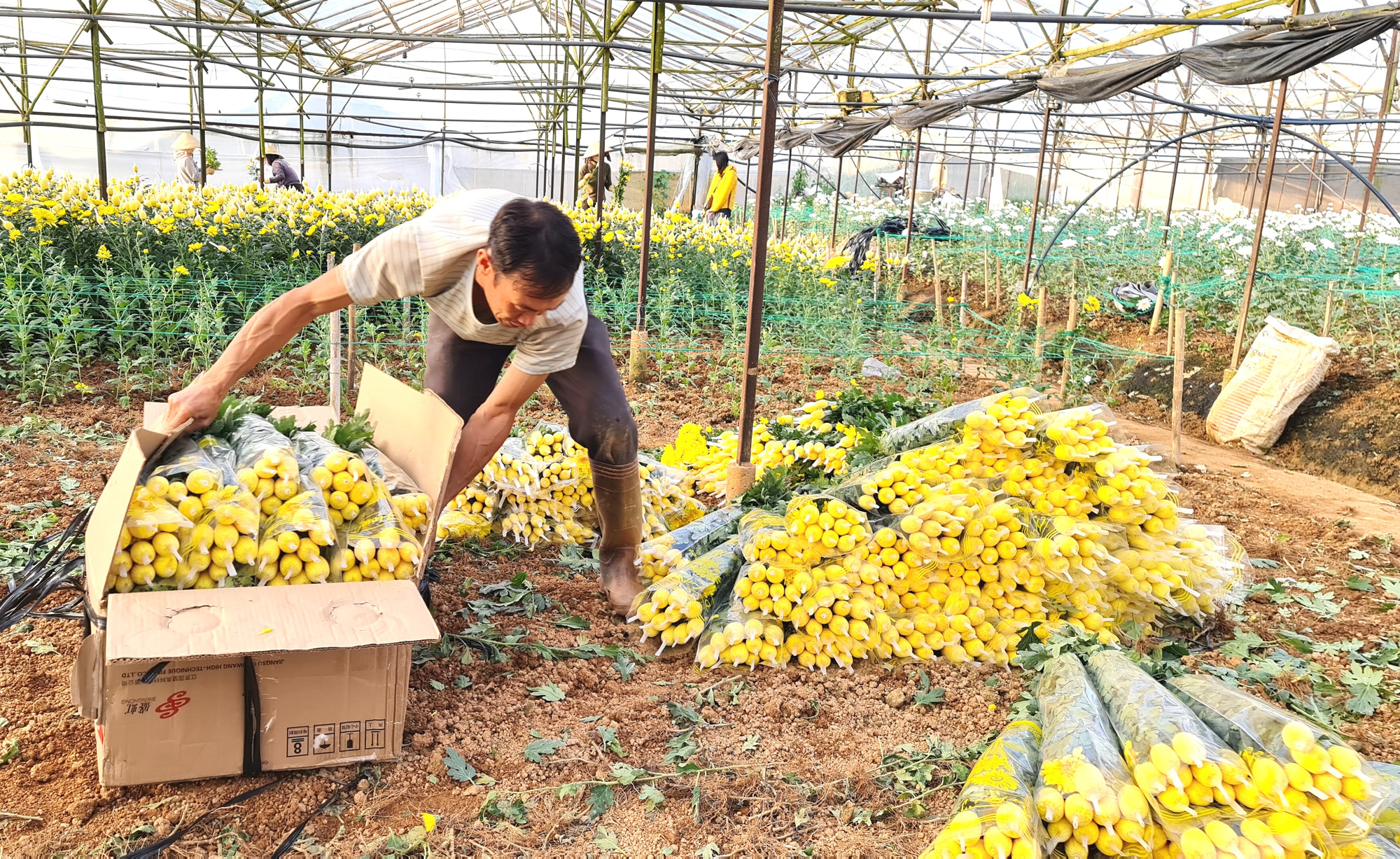 Hoa cúc Đà Lạt tăng giá, người trồng trúng đậm