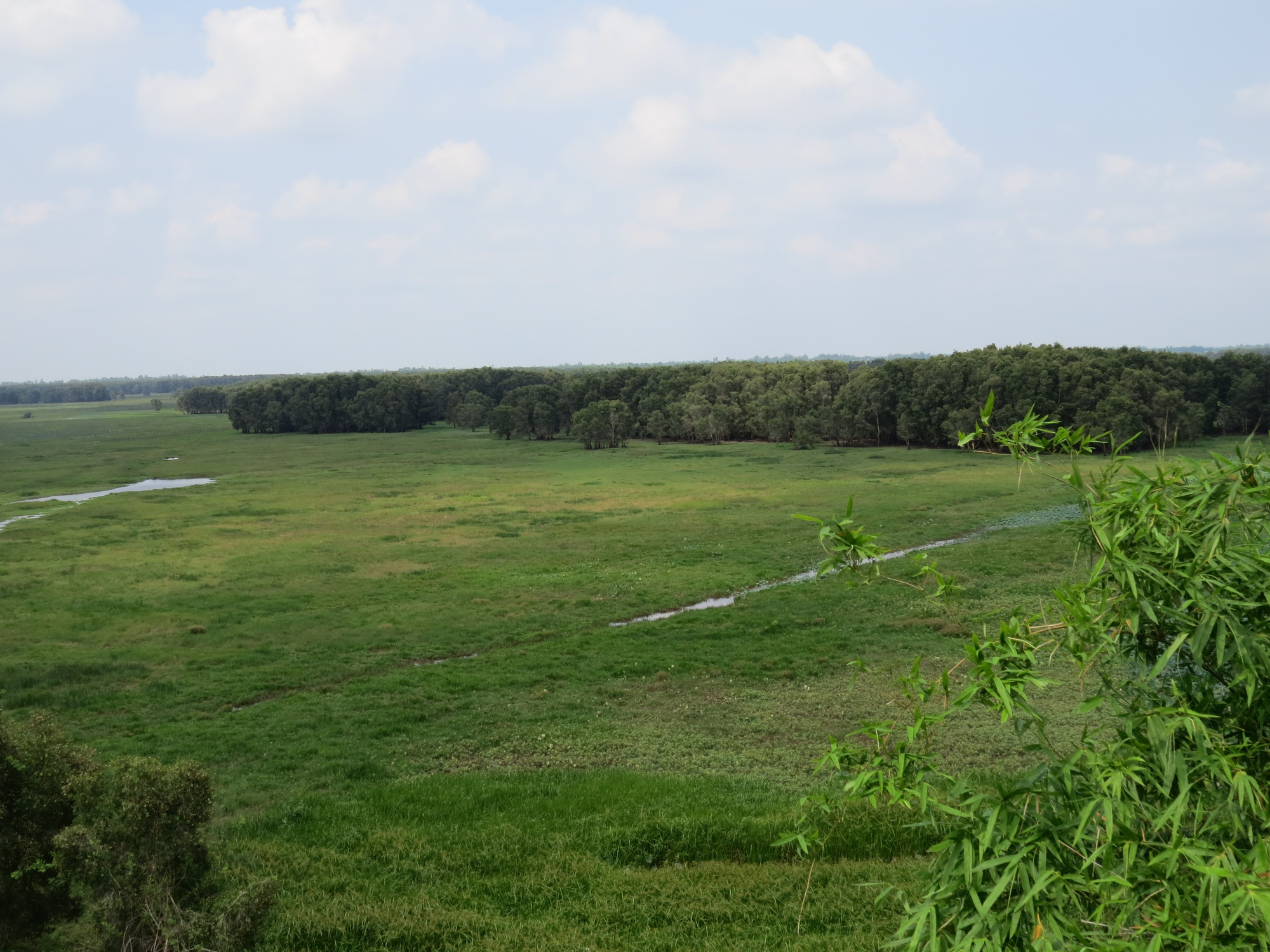 Bảo tồn cây lúa ma ở Vườn Quốc gia Tràm Chim
