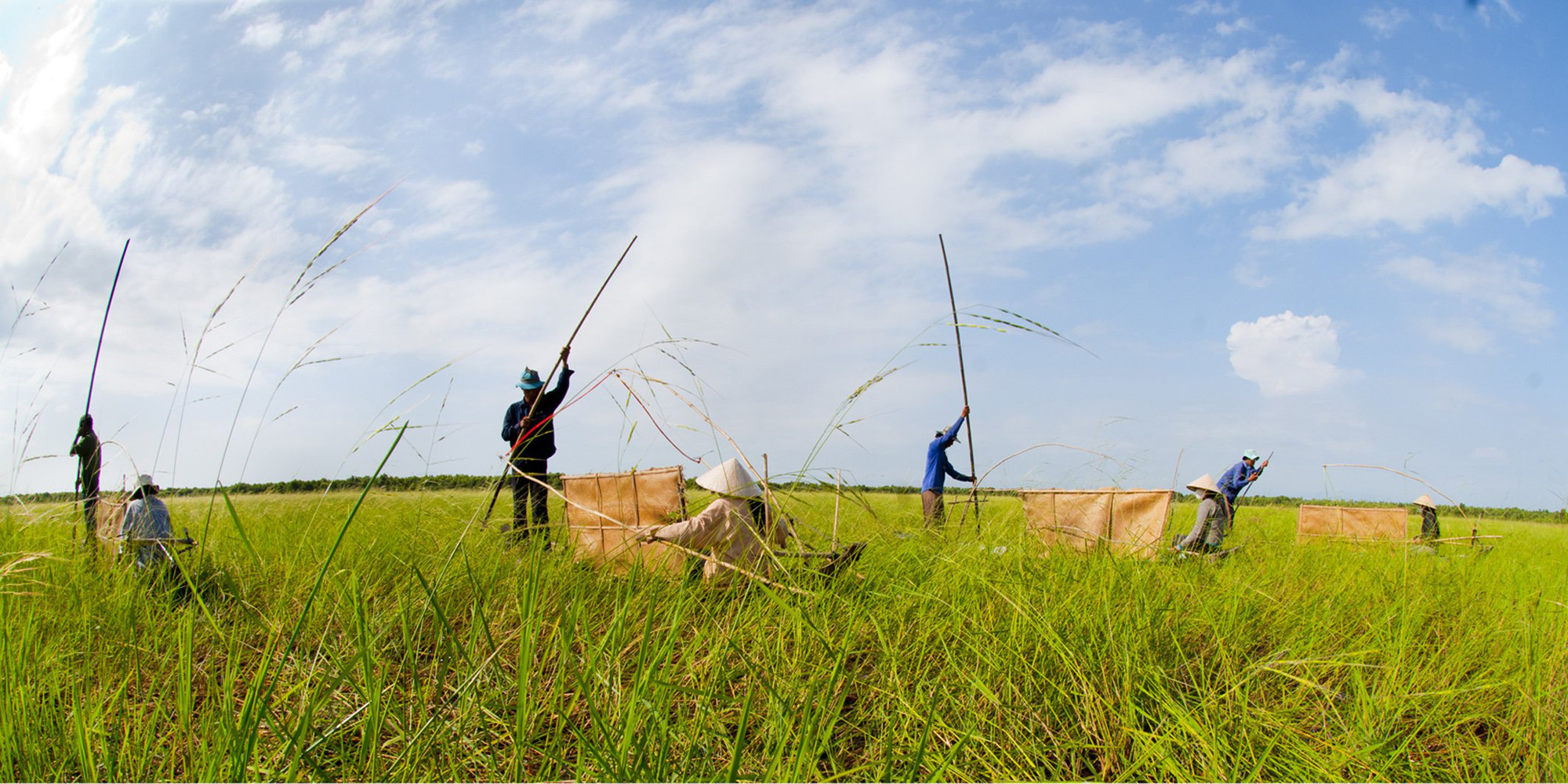 Bảo tồn cây lúa ma ở Vườn Quốc gia Tràm Chim