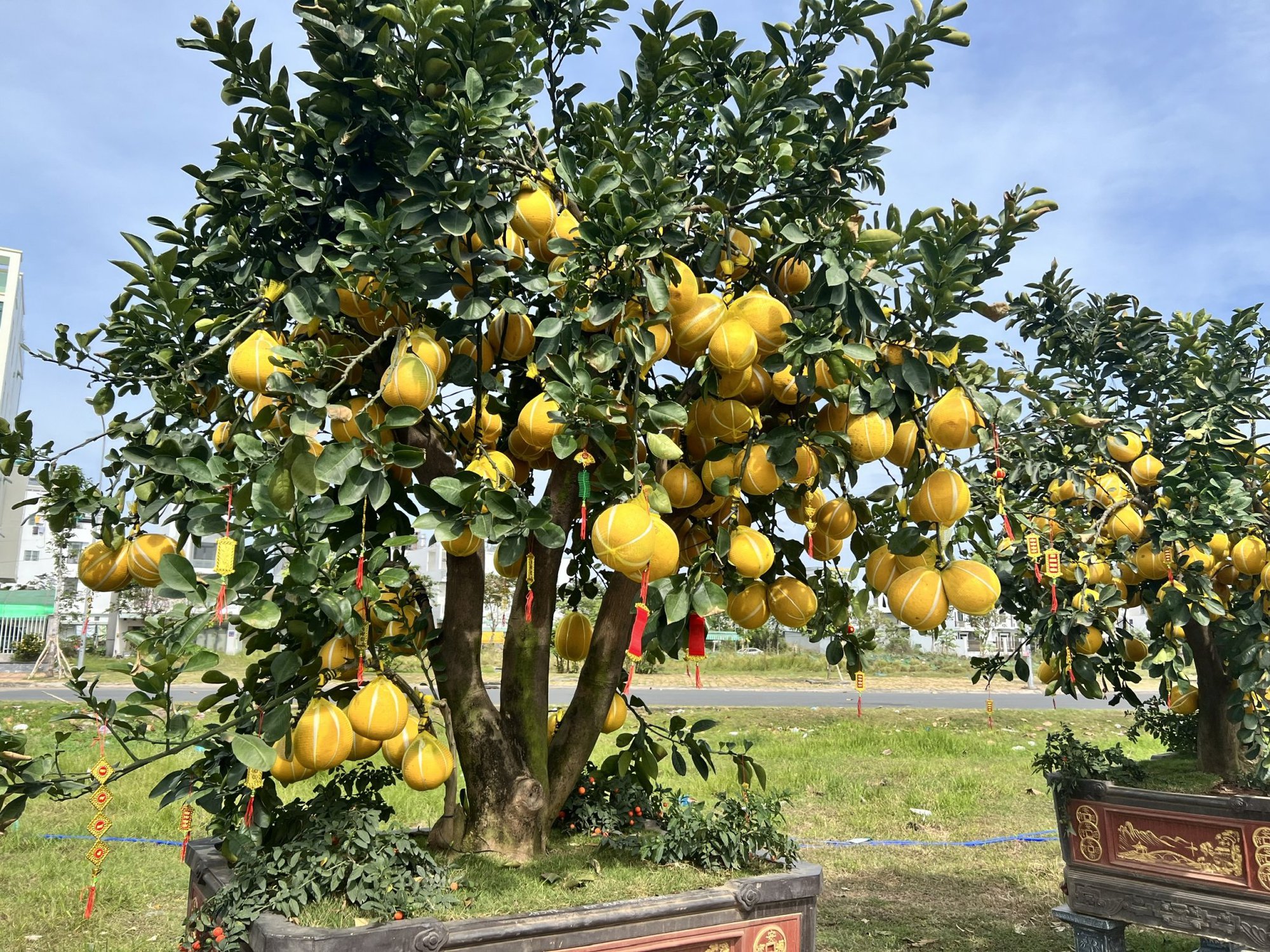 Bưởi Diễn sai trĩu quả bán 100 triệu đồng/cây ở Cần Thơ