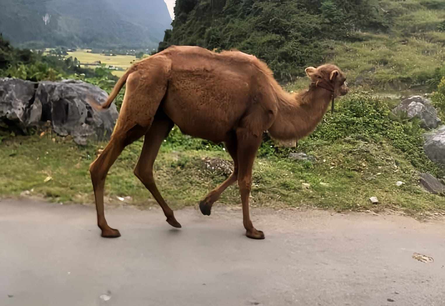 2 con lạc đà xuất hiện ở Cao Bằng, chưa ai đến nhận