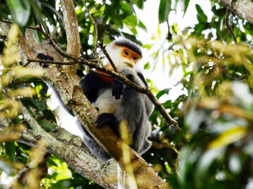 Phú Yên: 3 con Voọc chà vá quý hiếm vào chùa xin ăn | VOZ