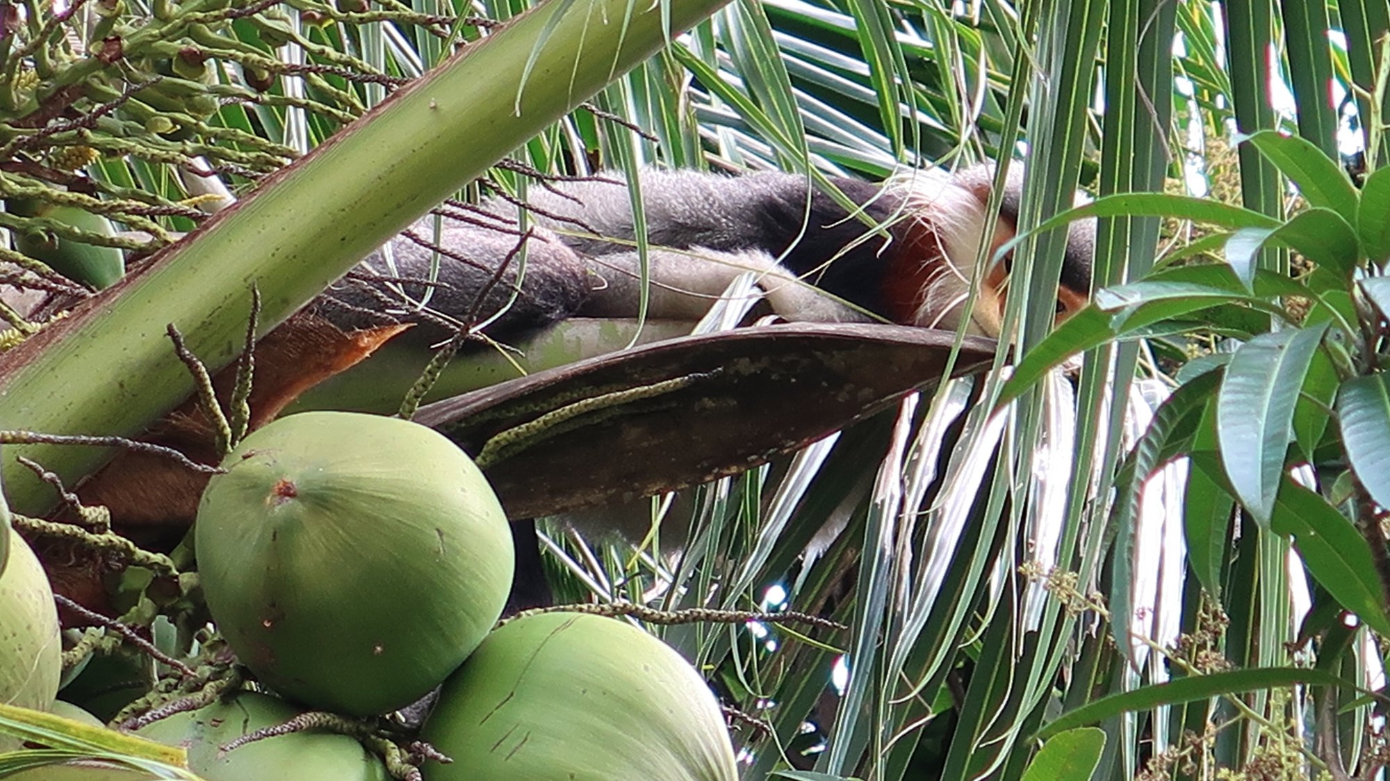 Phú Yên: 3 con Voọc chà vá quý hiếm vào chùa xin ăn