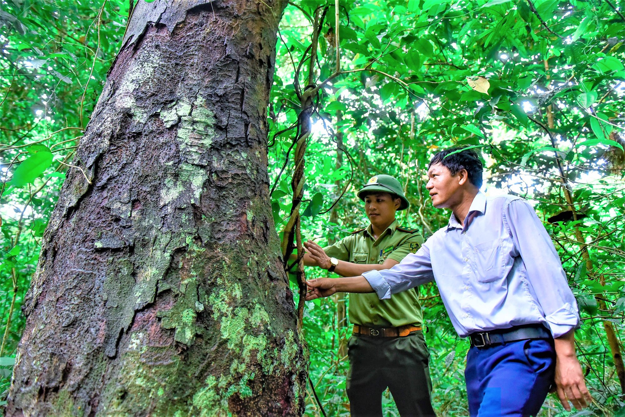 Giữ nguyên vẹn rừng lim xanh trăm tuổi