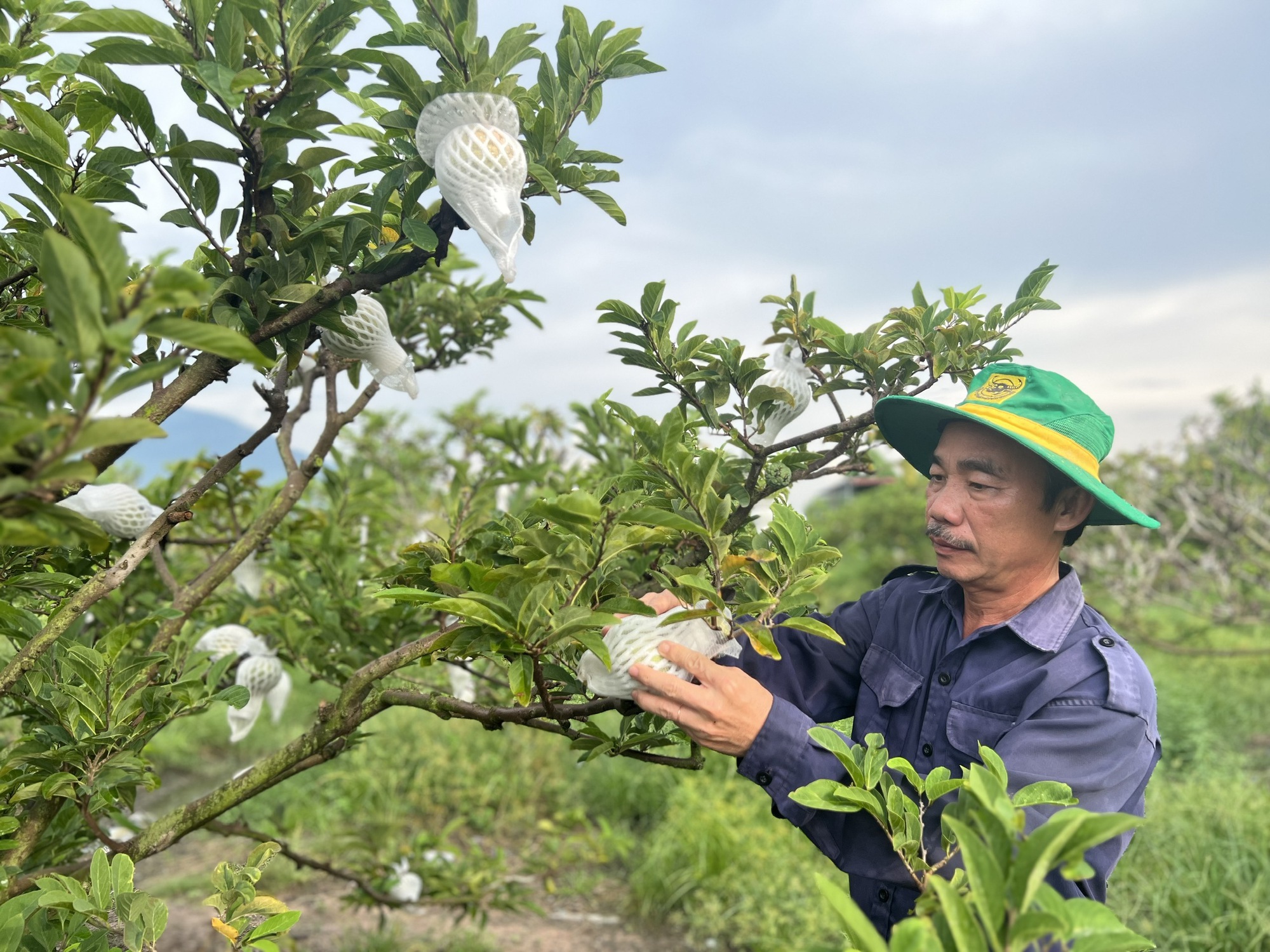 Chuyện ông Mãng nặng nợ trái mãng cầu