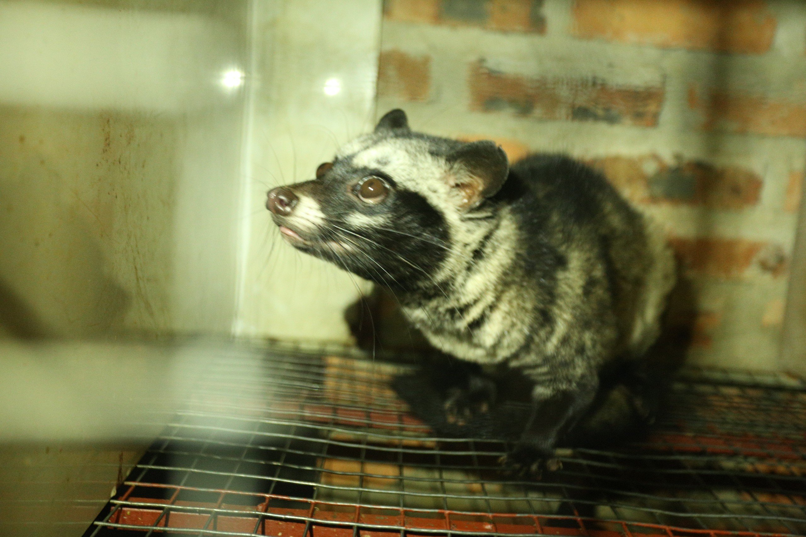 Bên trong trang trại nuôi chồn hương lớn nhất Hà Tĩnh