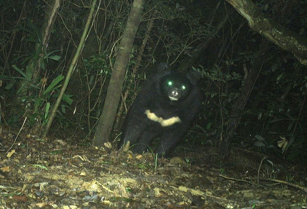 "Common home" of wild animals