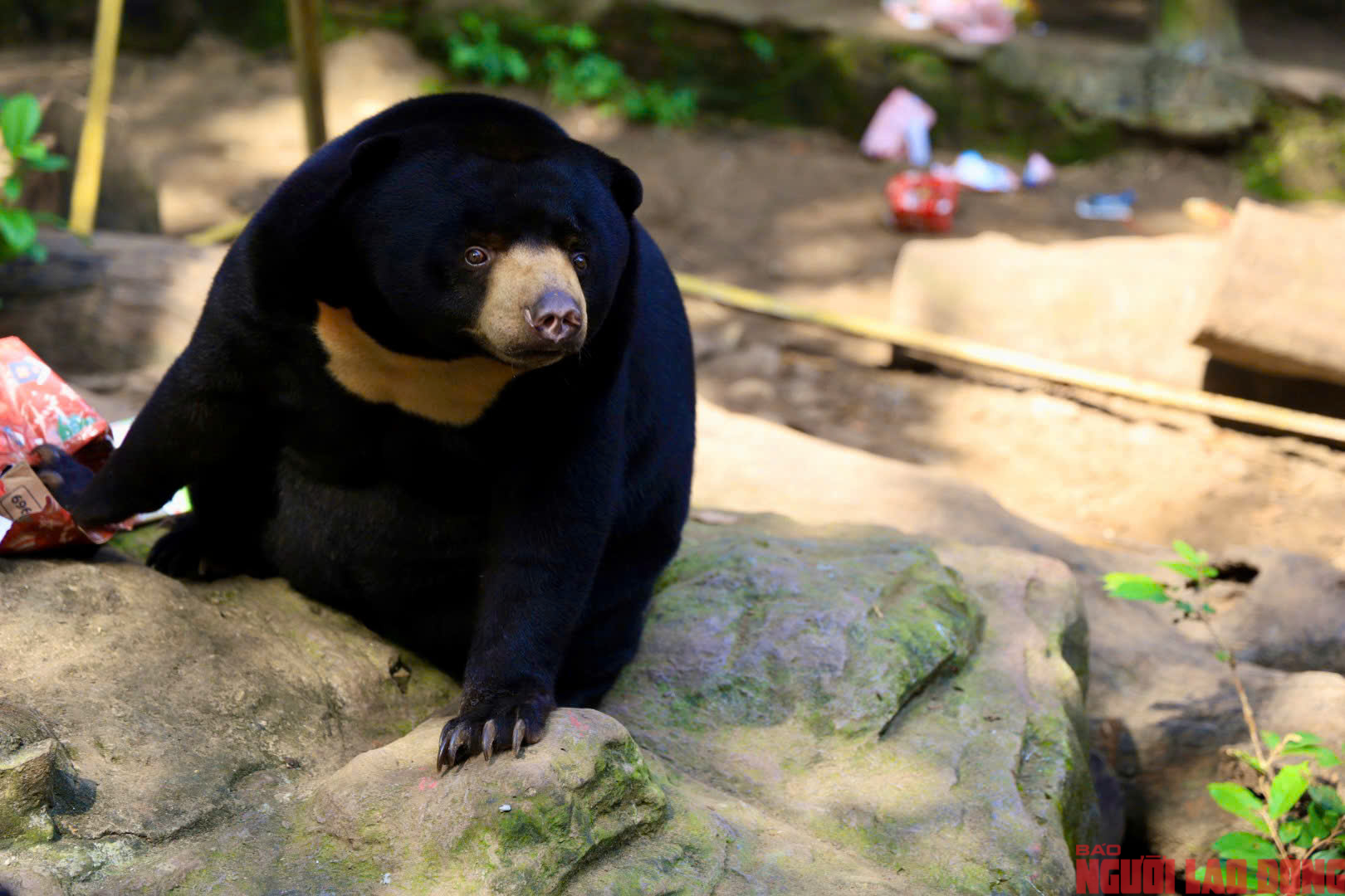 Từ thùng carton đến 'Miss Grand' Thảo Cầm Viên: Hành trình kỳ diệu của ...