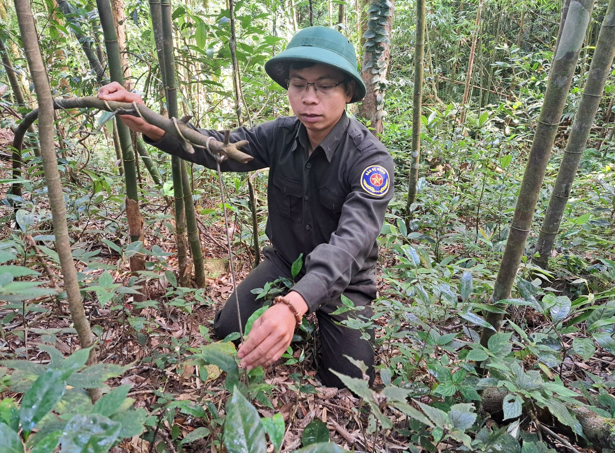Gỡ bẫy thú rừng "mỏi tay" trên dãy Trường Sơn
