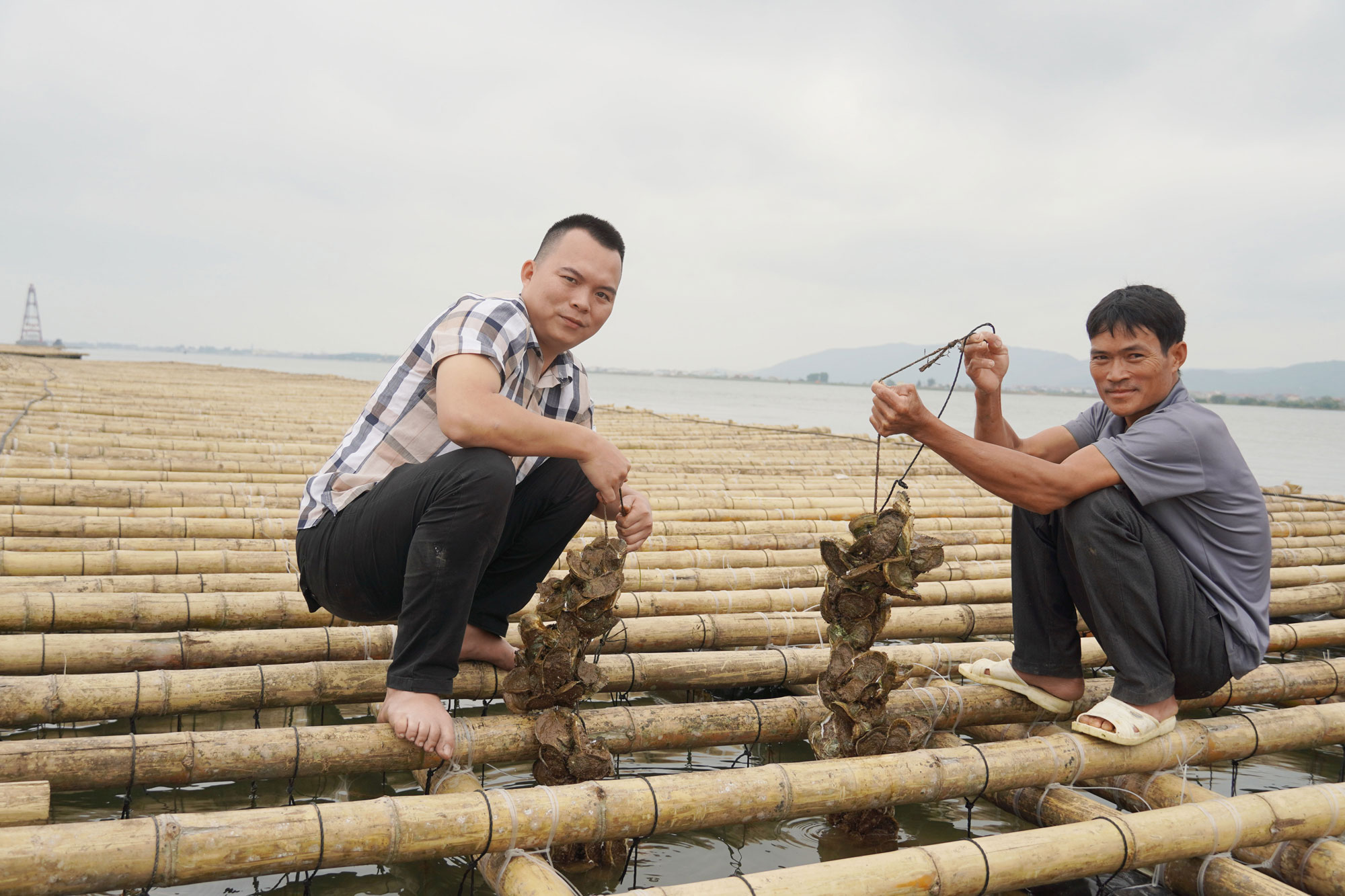 Nuôi hàu đại dương trên sông Gianh