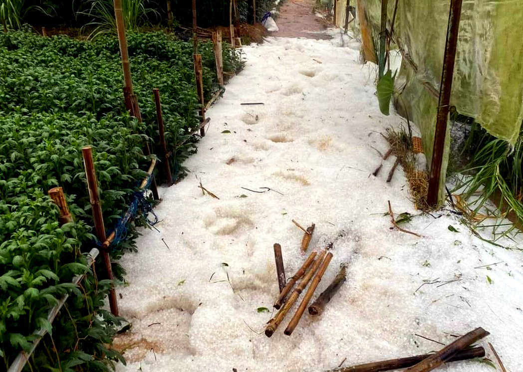 Đà Lạt đón cơn mưa "vàng" kèm theo mưa đá