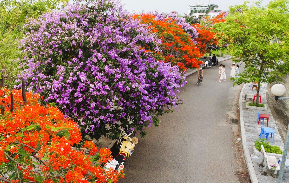 Con đường hoa đẹp như Hàn Quốc giữa TP Thanh Hóa