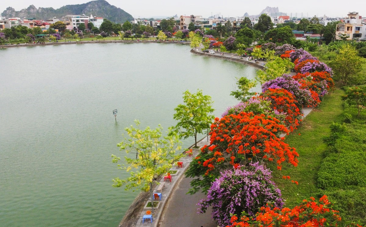 Con đường hoa đẹp như Hàn Quốc giữa TP Thanh Hóa