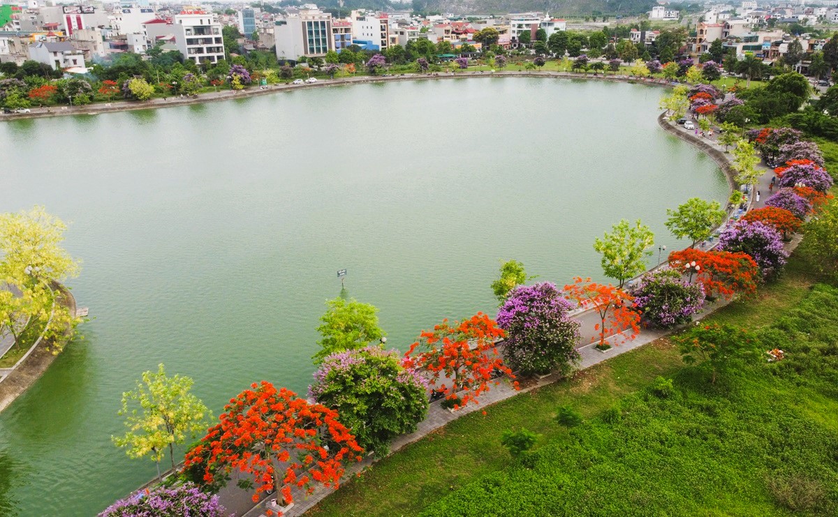 Con đường hoa đẹp như Hàn Quốc giữa TP Thanh Hóa