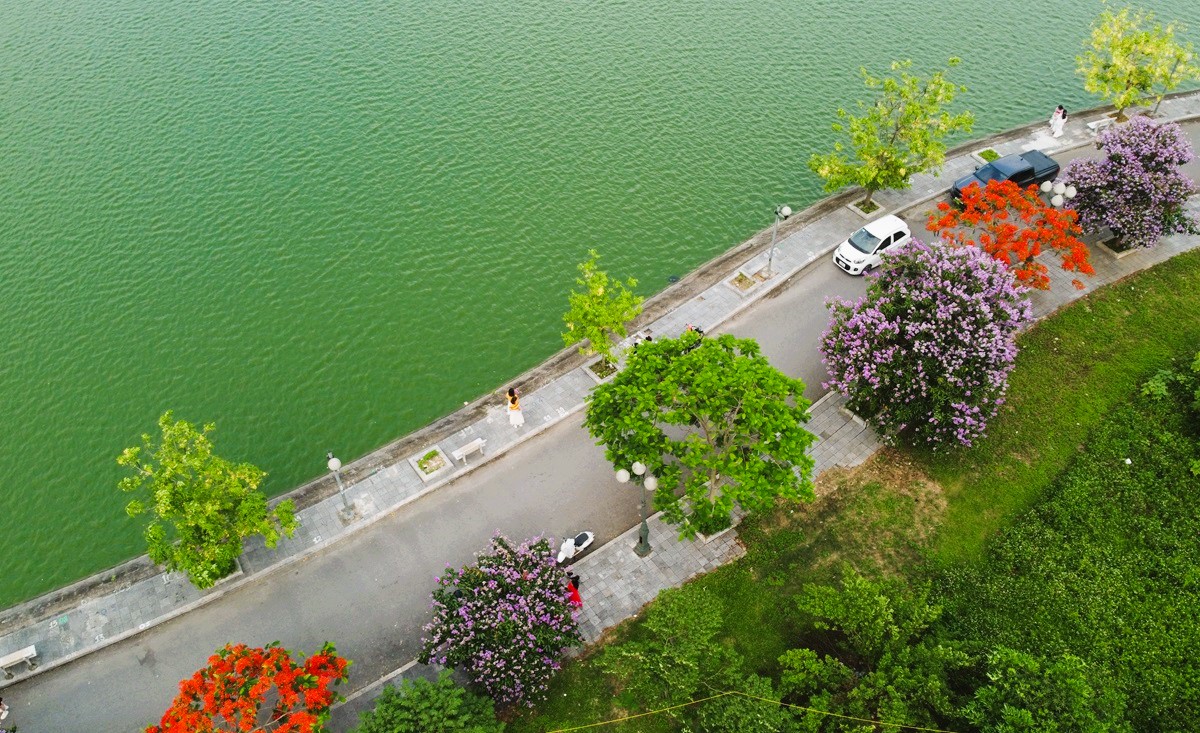 Con đường hoa đẹp như Hàn Quốc giữa TP Thanh Hóa