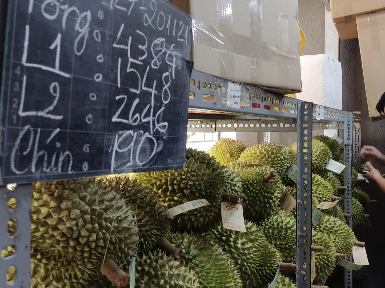 Sầu riêng chín cây và những sự thật bất ngờ