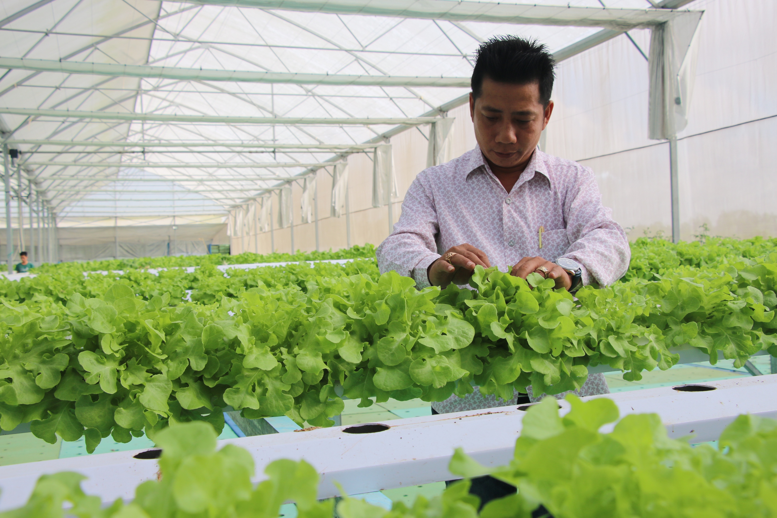 ĐẤT SEN HỒNG VƯƠN MÌNH TỎA SẮC (*): Đặt kinh tế xanh làm nhiệm vụ trọng tâm