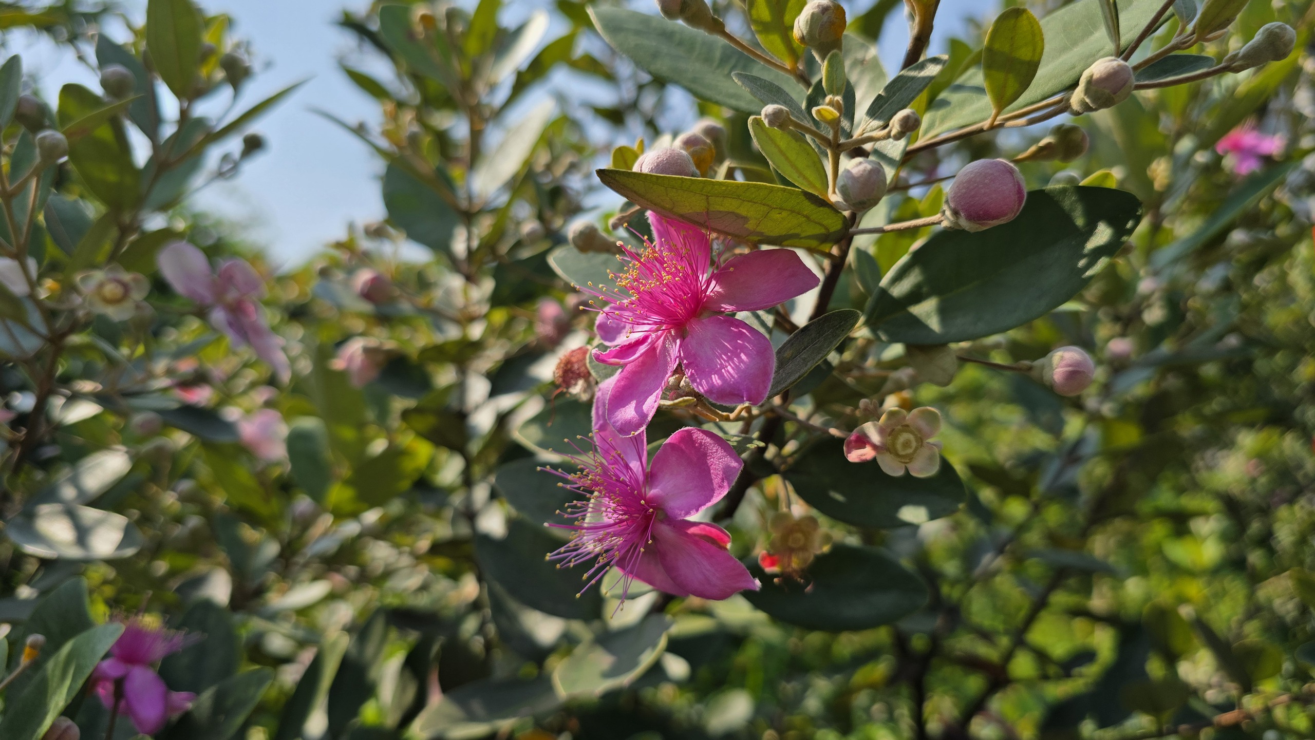 Khôi phục ký ức về những đồi hoa sim trên bán đảo Sơn Trà