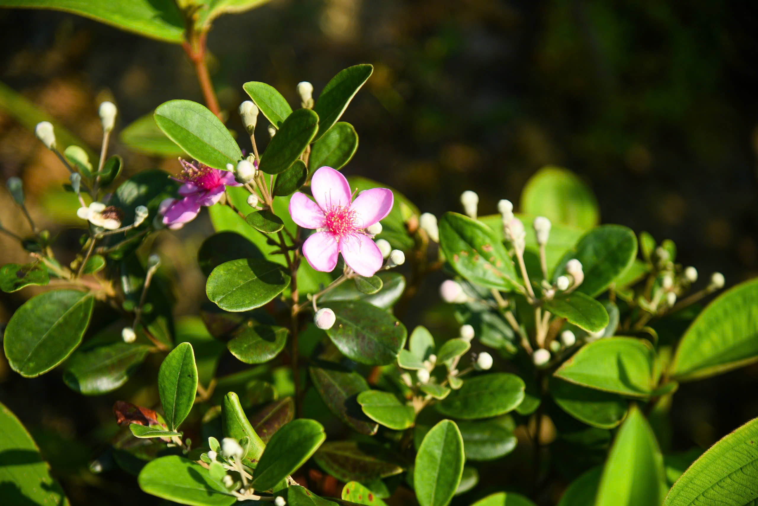 Khôi phục ký ức về những đồi hoa sim trên bán đảo Sơn Trà