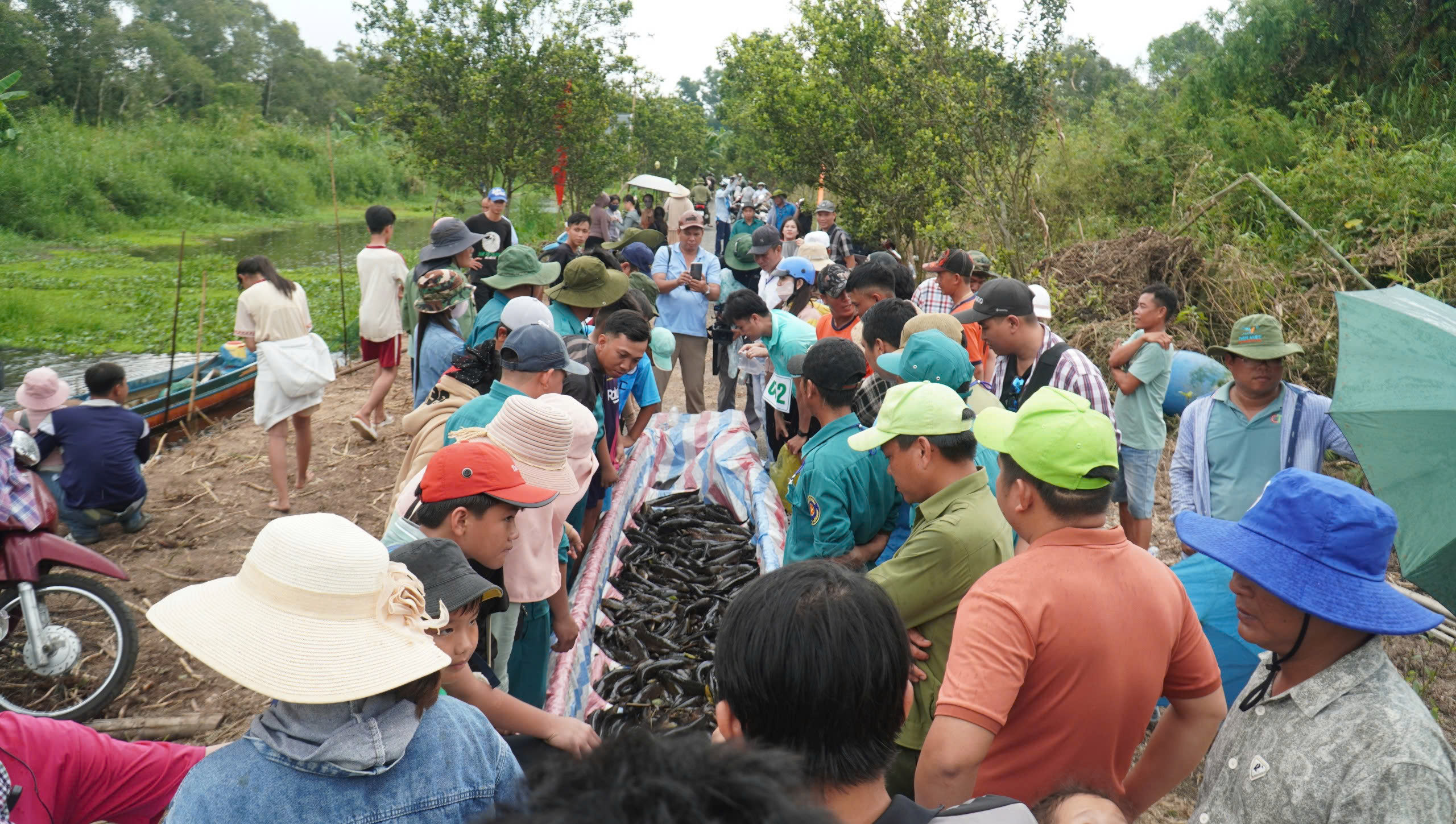 VIDEO: Háo hức xem chụp đìa bắt cá đồng ở Vườn Quốc gia U Minh Hạ
