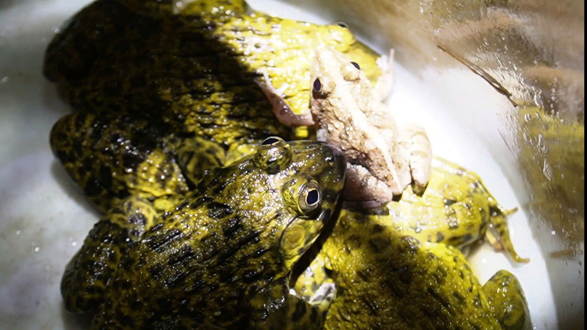 VIDEO: Soi ếch đồng đang "bắt cặp" sau cơn mưa ở miền Tây