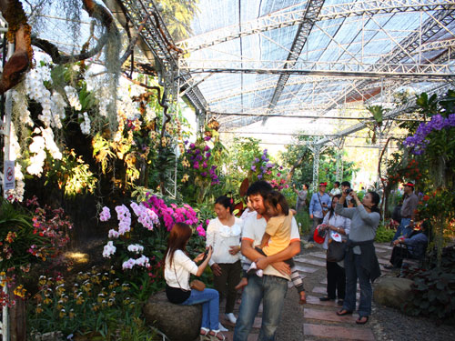 Sắc hoa rực rỡ ở Ratchaphruek