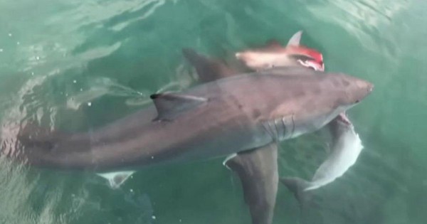 Kinh hãi cảnh cá mập tranh xác cá heo