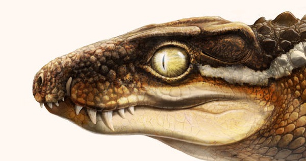 Sinh vật kinh dị 71 triệu tuổi khiến siêu khủng long phải khiếp sợ