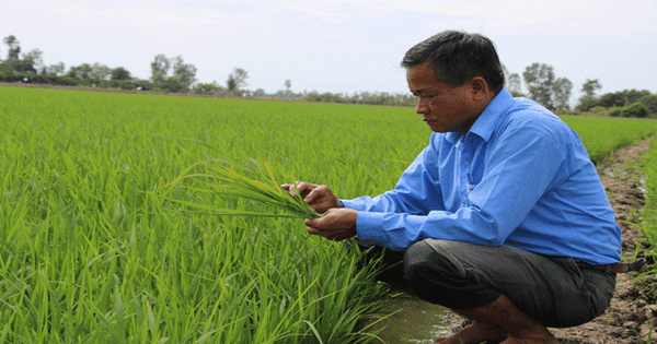 "Vua" lúa giống - Báo Người lao động