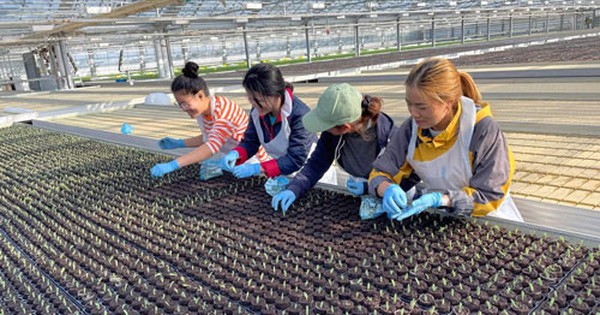 Sang châu Âu thực tập để tạo lập sự nghiệp