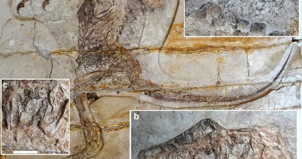 Phát hiện loài khủng long lai chim chưa từng biết ở Trung Quốc