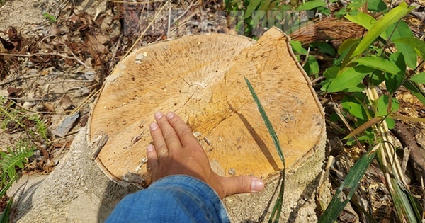 CLIP: Hàng loạt cây rừng bên suối La La bị cưa hạ